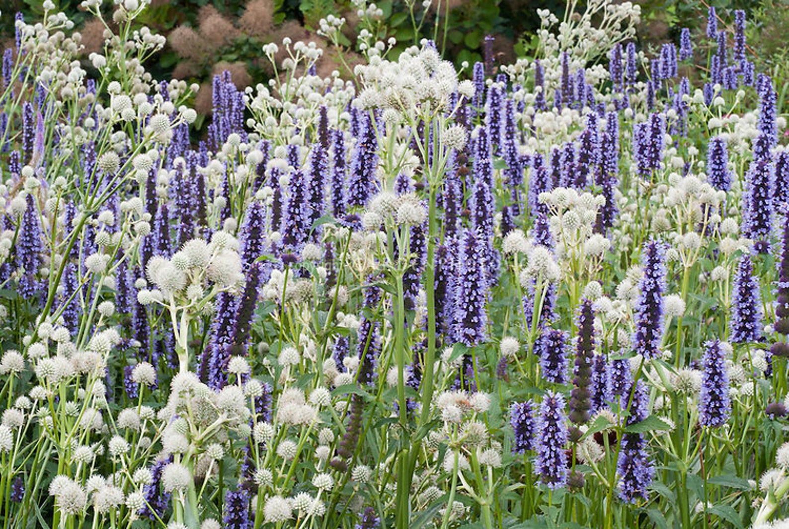 BLUE HYSSOP AGASTACHE Lavender-blue Officinalis 20 Seeds - Etsy