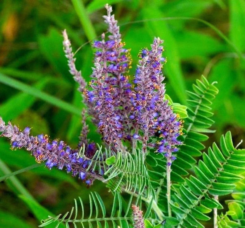 LEAD PLANT Amorpha Canescens Very DROUGHT Tolerant Hardy - Etsy