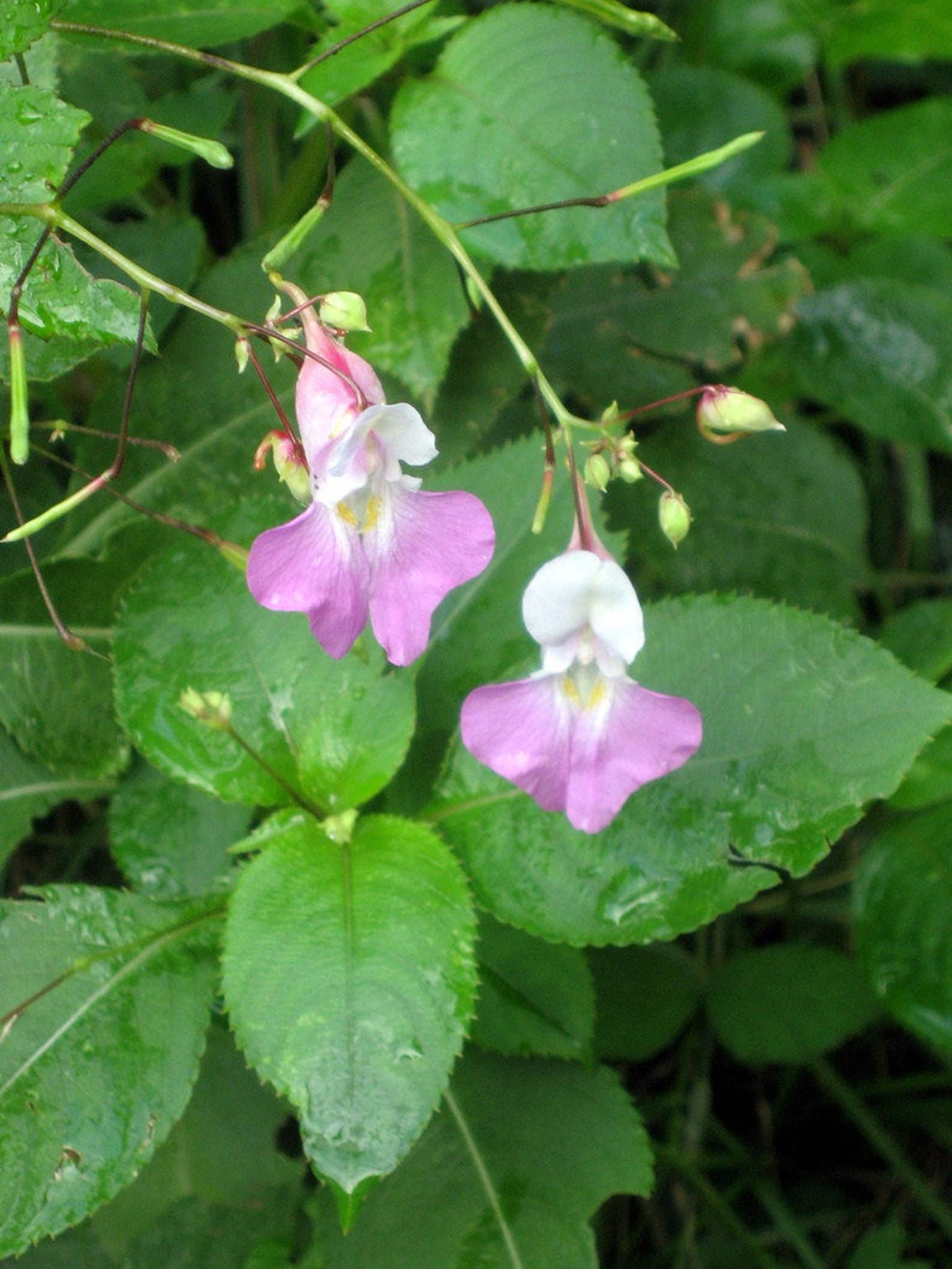 TOUCH ME NOT Kashmir Jewelweed Impatiens Balfourii Pink Shade - Etsy.de
