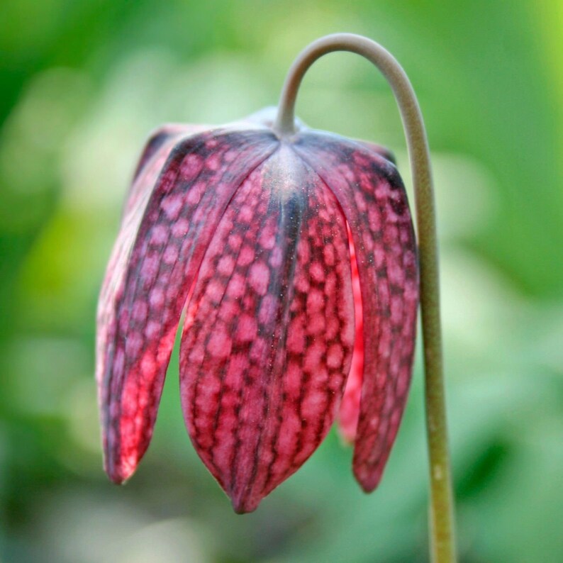 CHECKERED LILY Snake's Head Fritillary Fritillaria - Etsy Israel