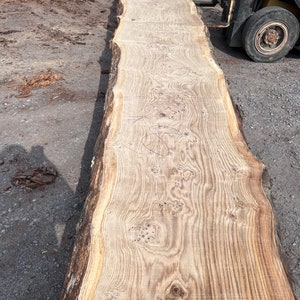 Large 20FT Live Edge (BURR) White Oak Slab # 2470-8 (green/undried ...