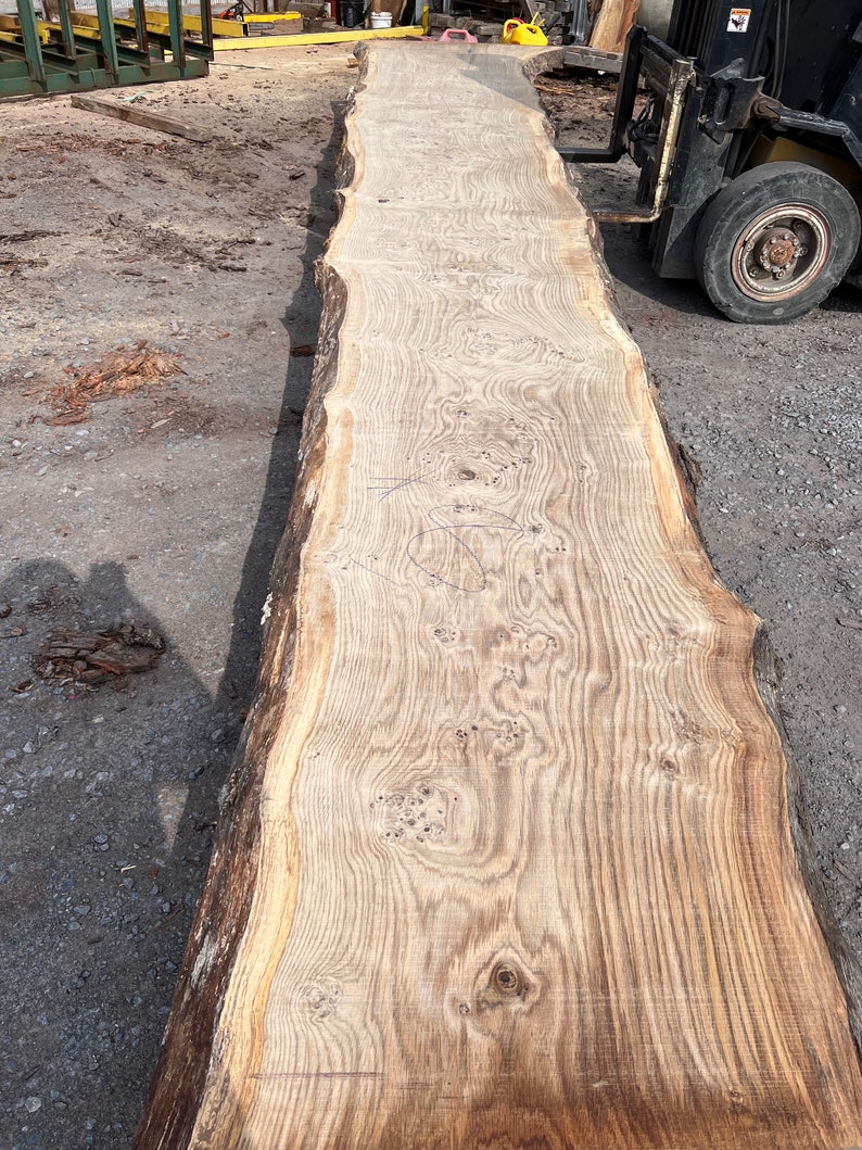 Large 20FT Live Edge BURR White Oak Slab 2470-8 - Etsy