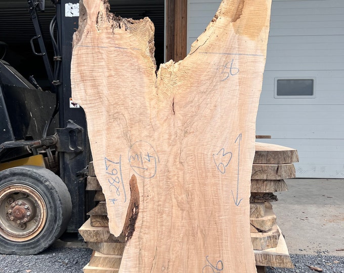 Extremely Curly Live Edge Maple Slab # 2867 - Etsy