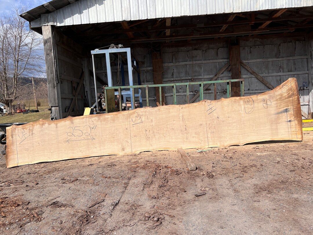 Large 20FT Live Edge (BURR) White Oak Slab # 2470-8 (green/undried ...