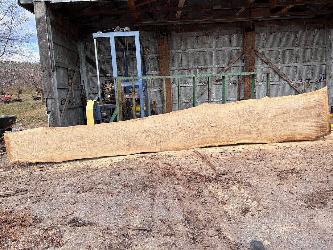 Large 20FT Live Edge (burr) White Oak Slab # 2470-1 ( Green/undried ...
