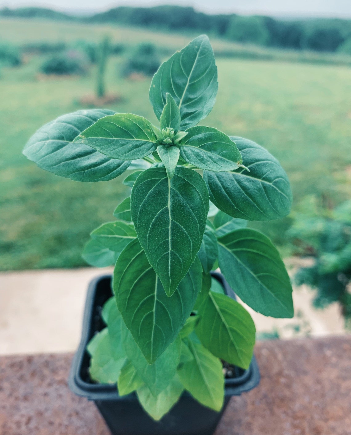 Greek Dwarf Basil Live Potted Plant Grown Naturally | Etsy