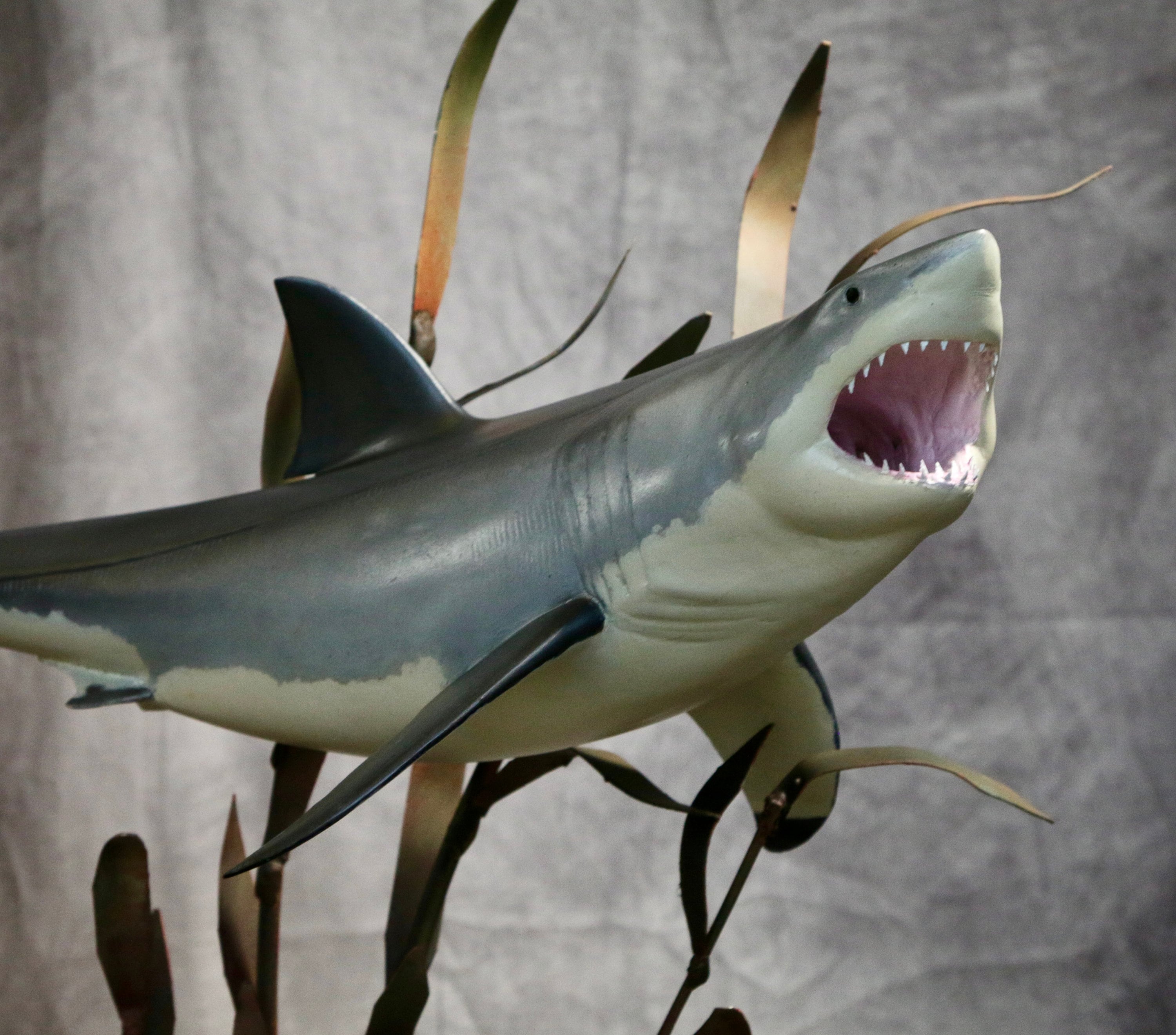 Great White Shark Habitat Diorama