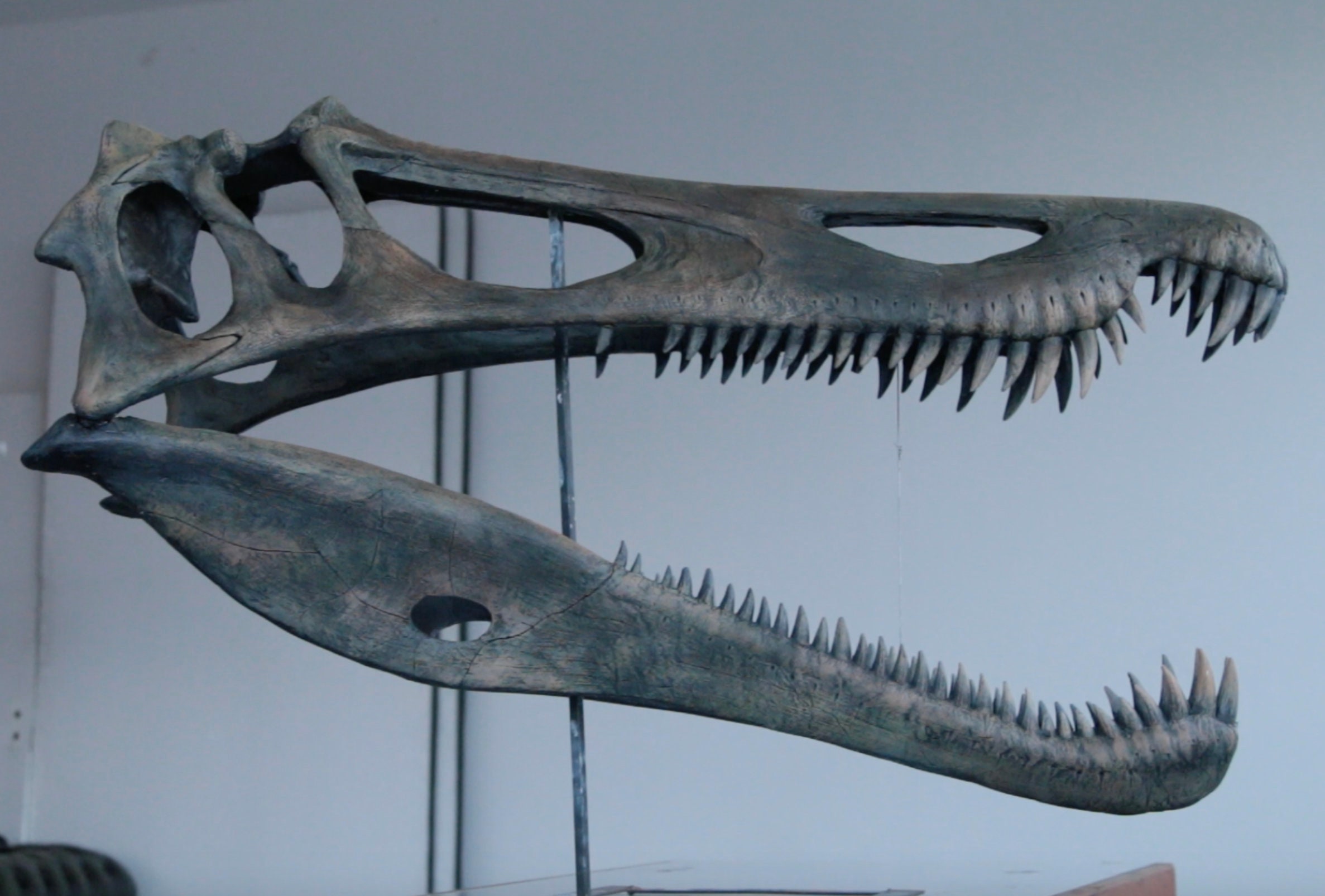 Baryonyx Dinosaur Skull 1:1 Scale 95cm Long Fossil Replica Spinosaurus ...