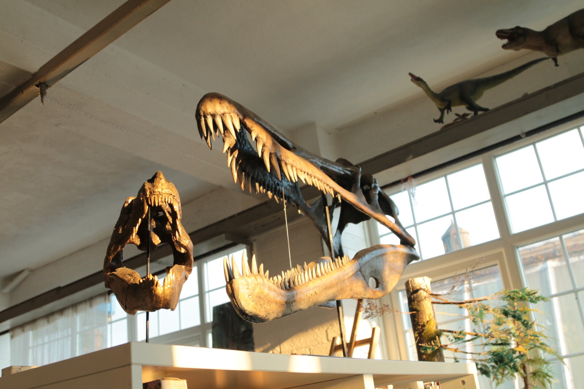 Baryonyx Dinosaur Skull 1:1 Scale 95cm Long Fossil Replica Spinosaurus ...