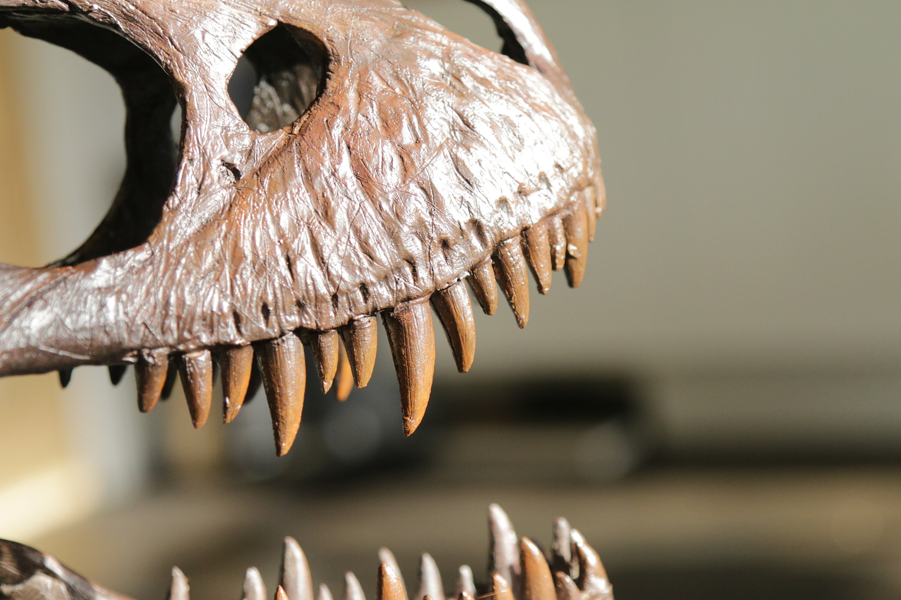 Tyrannosaurus Rex Skull Kit 1:5 Scale Museum Quality HOBBY - Etsy