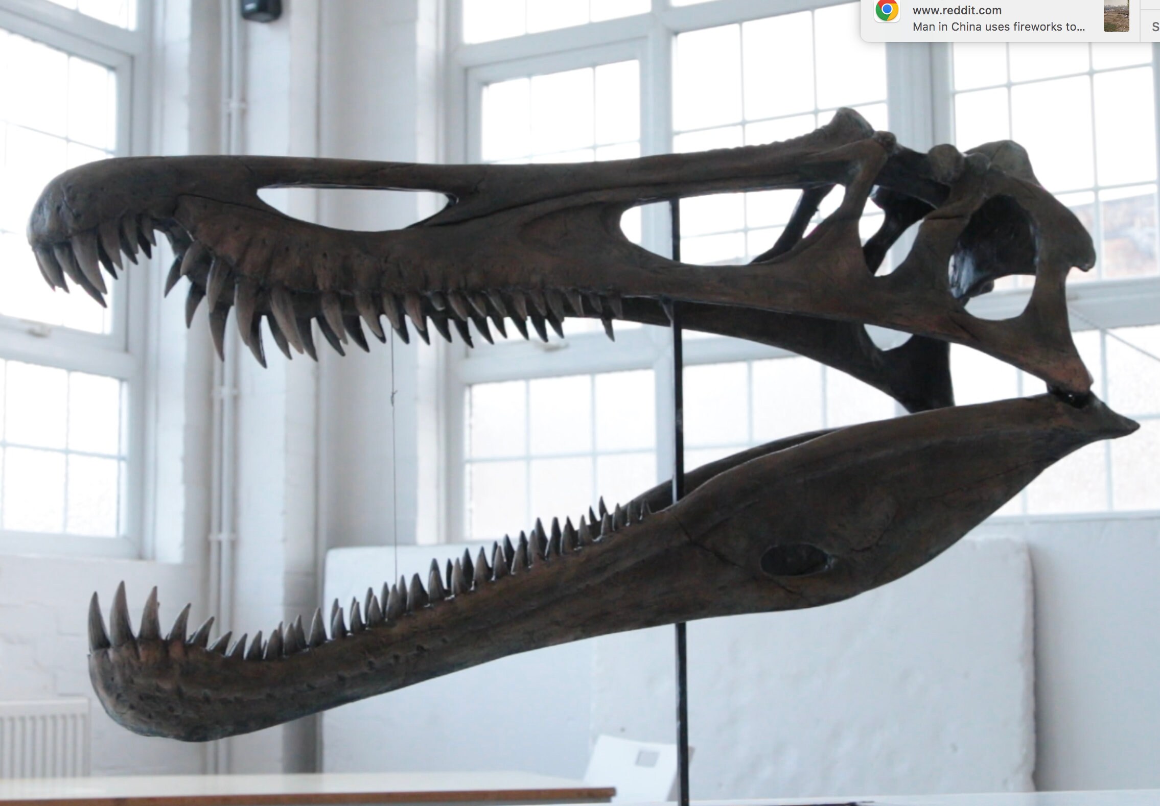 Baryonyx Dinosaur Skull 1:1 Scale 95cm Long Fossil Replica Spinosaurus ...