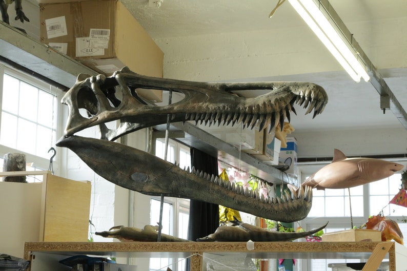 Baryonyx dinosaur skull 1:2 scale 50cm long fossil replica | Etsy