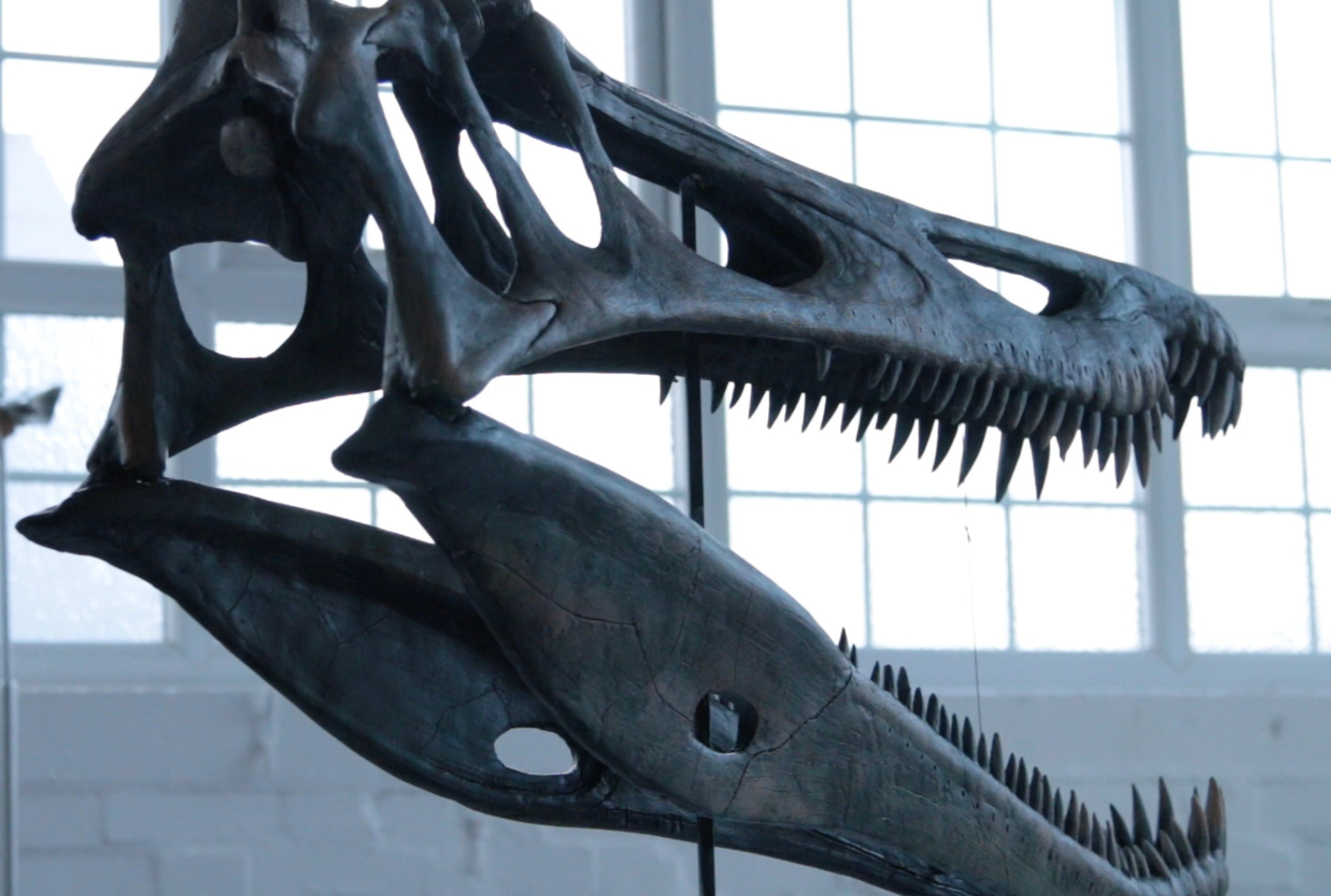 Baryonyx Dinosaur Skull 1:1 Scale 95cm Long Fossil Replica Spinosaurus ...