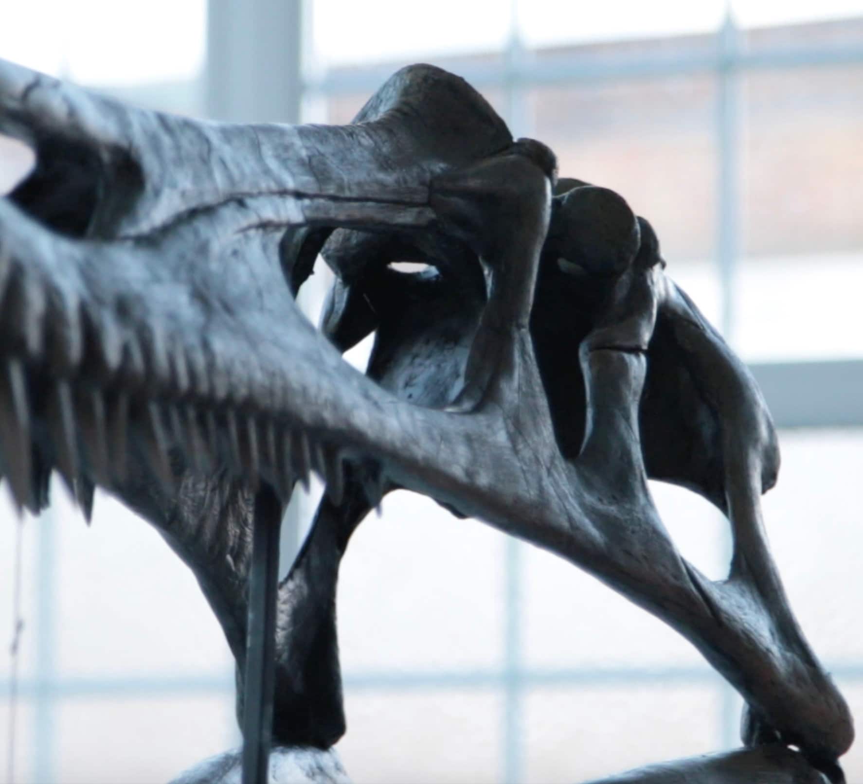 Baryonyx Dinosaur Skull 1:1 Scale 95cm Long Fossil Replica Spinosaurus ...