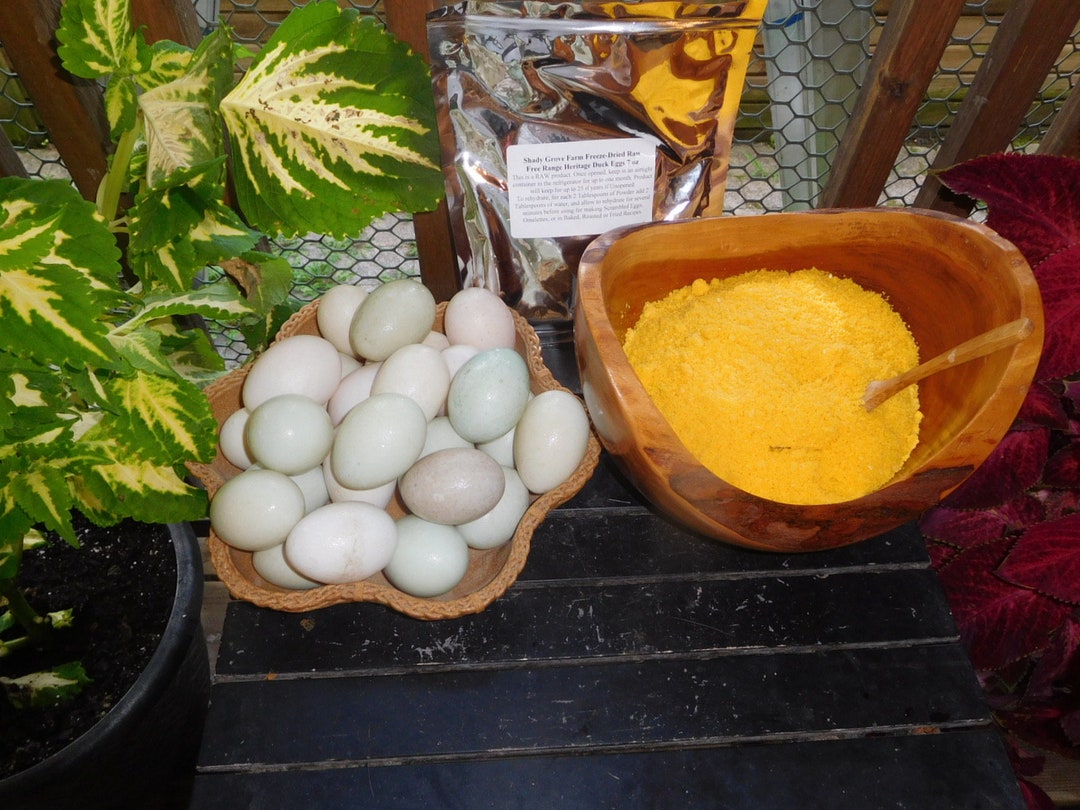 7 Oz Freeze Dried Raw DUCK Egg Powder, From Our Own HERITAGE Free Range ...
