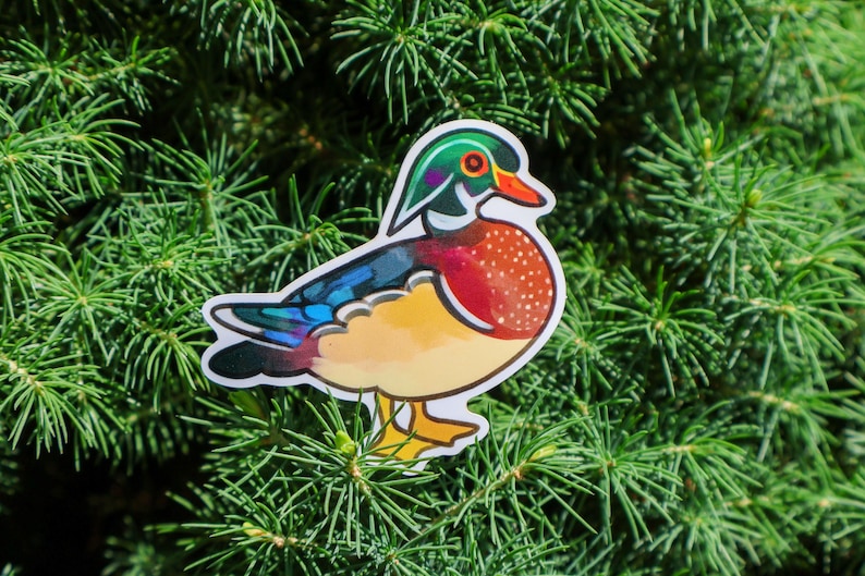 Male American Wood Duck Sticker - Etsy