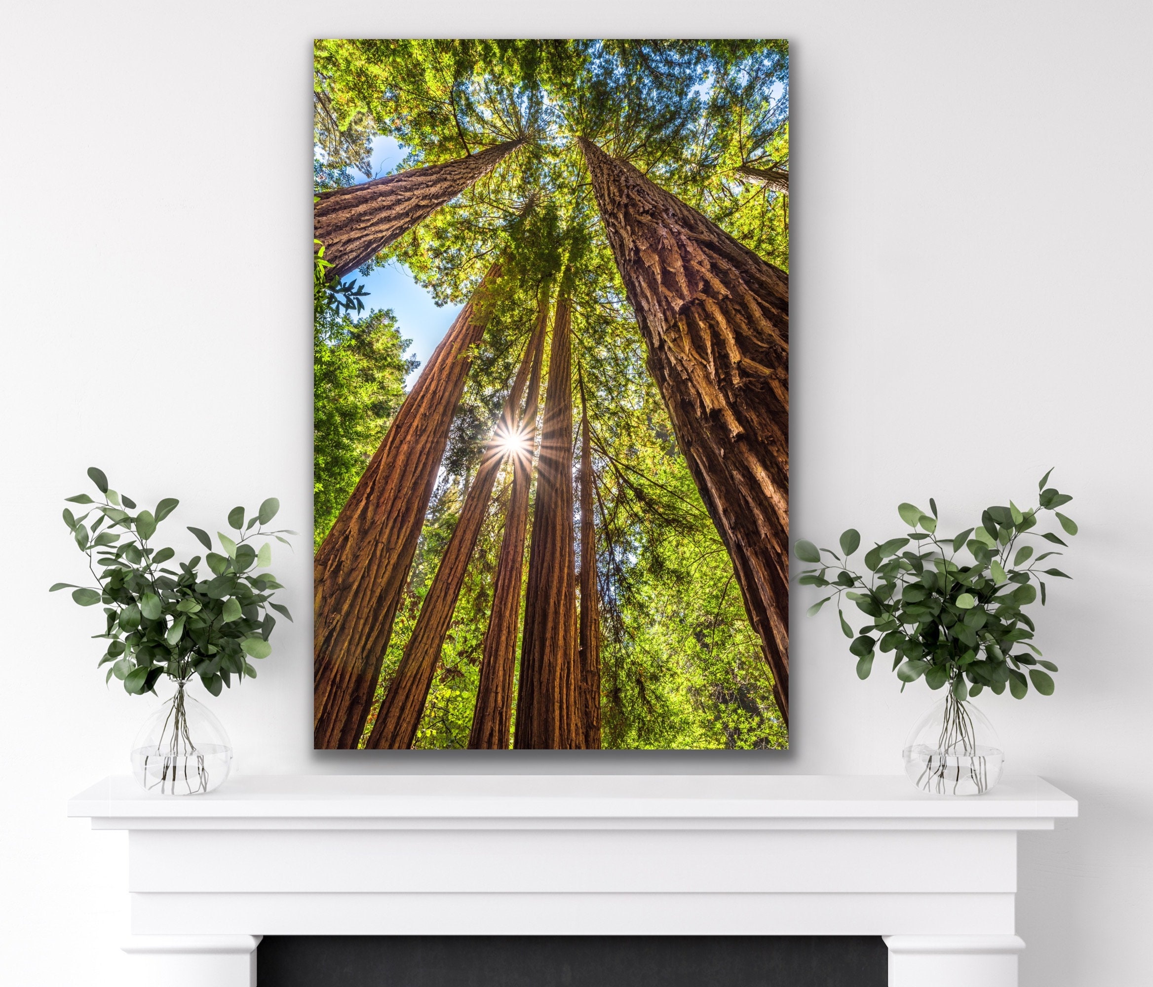 Redwood Tree Print Muir Woods Photo Tree Print Wall Art - Etsy