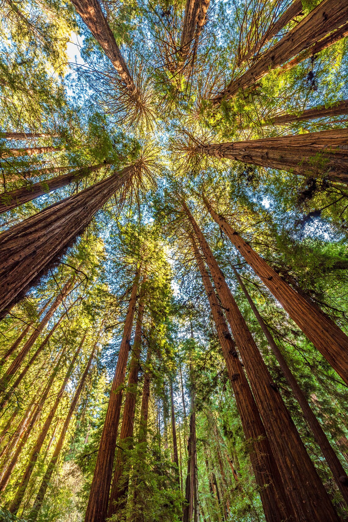 Muir Woods Wall Art Redwood Tree Photo Nature Photography - Etsy
