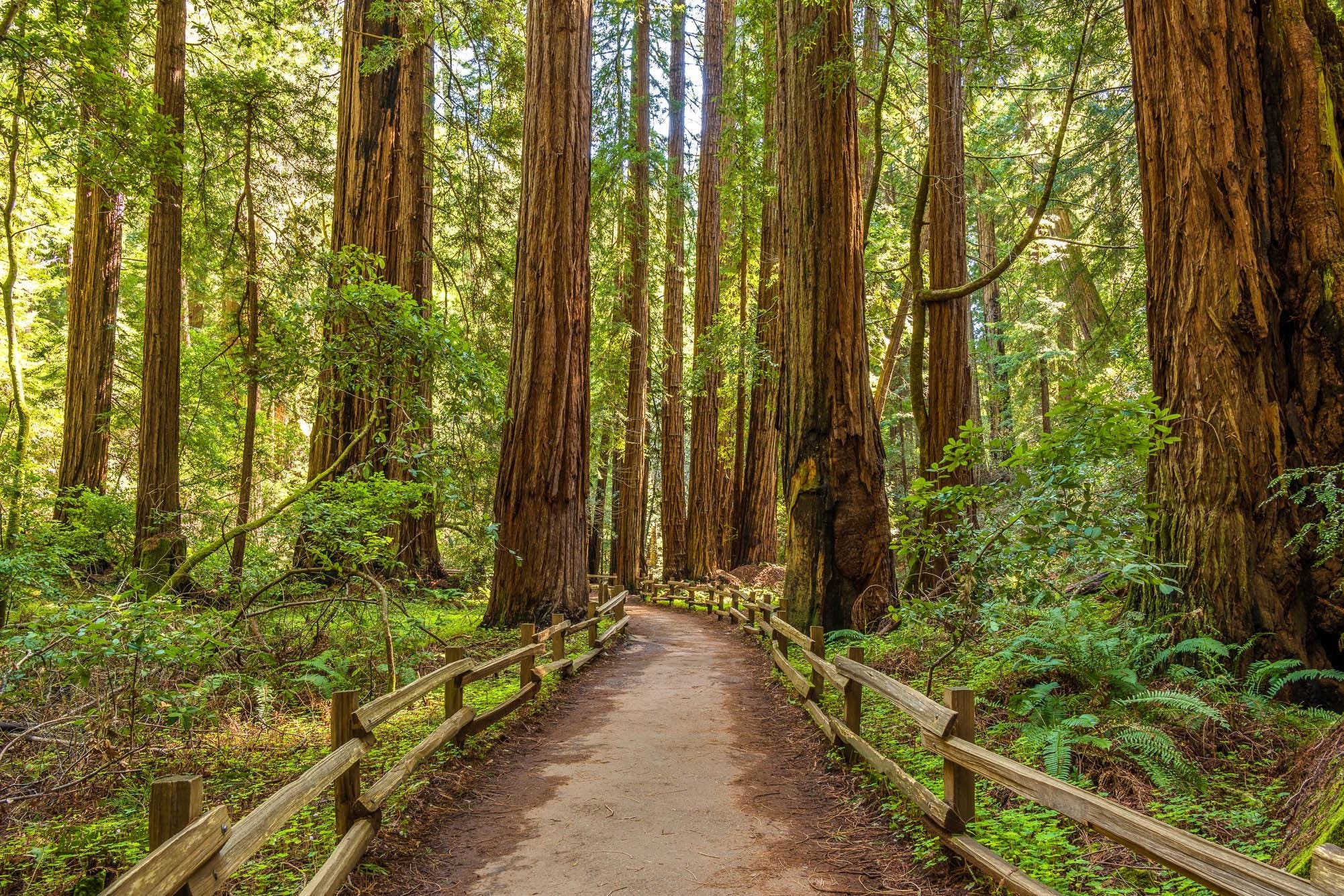 Coastal Redwoods Path Print, Muir Woods Photography, Nature Forest Wall ...