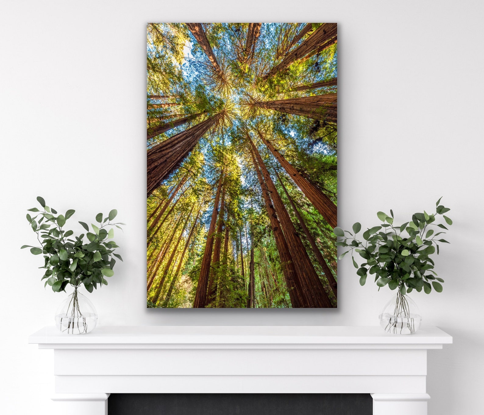 Muir Woods Wall Art, Redwood Tree Photo, Nature Photography Wall Decor ...