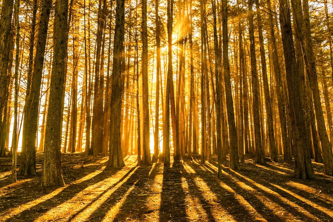 Cypress Trees Print, Rustic Tree Wall Art and Woodland Decor, Golden ...
