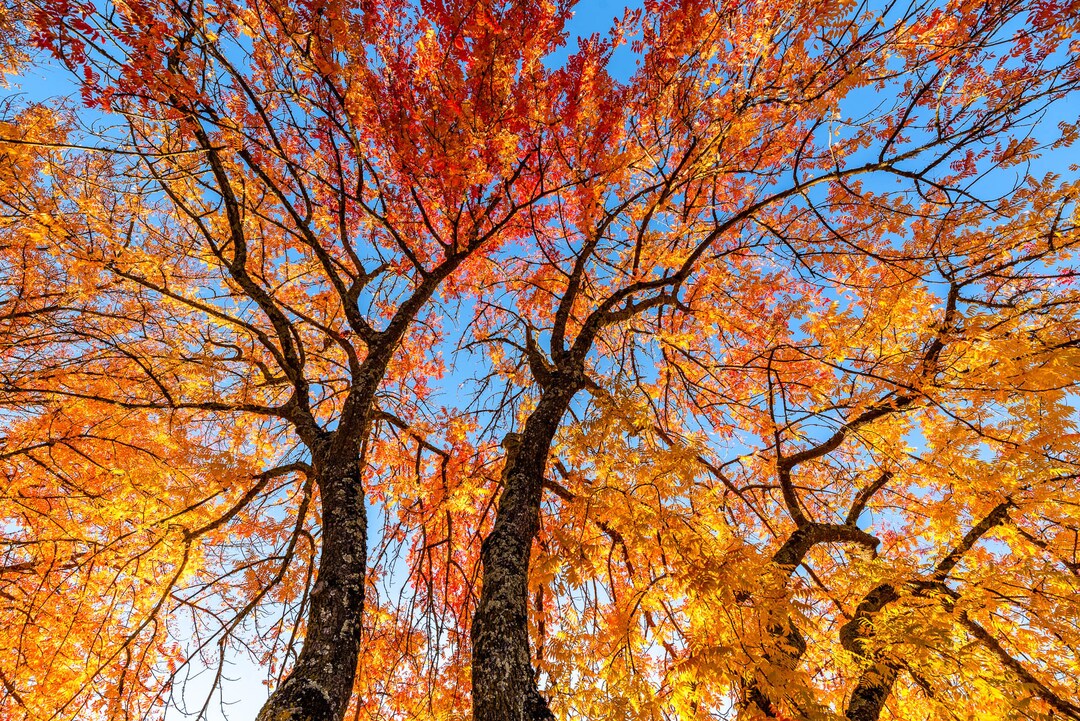 Tree Wall Decor, Colorful Tree Art, Chinese Pistache Fall Colors ...