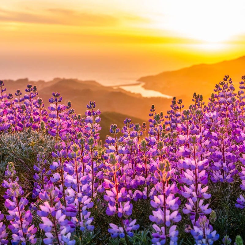 California Wildflower Print - Etsy