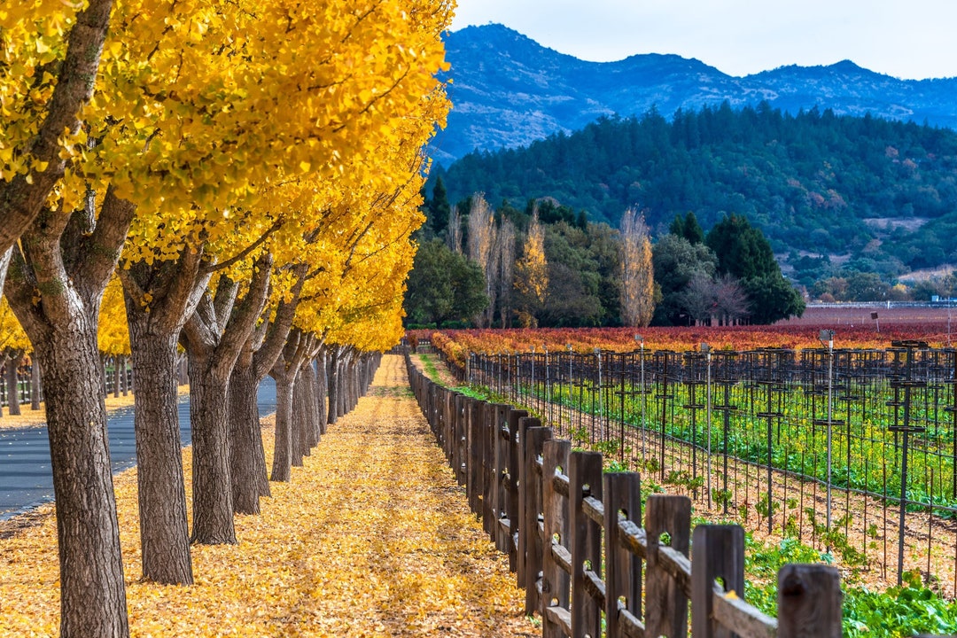 Napa Valley Art, Fall Foliage Wall Decor, Beautiful Landscape Print ...