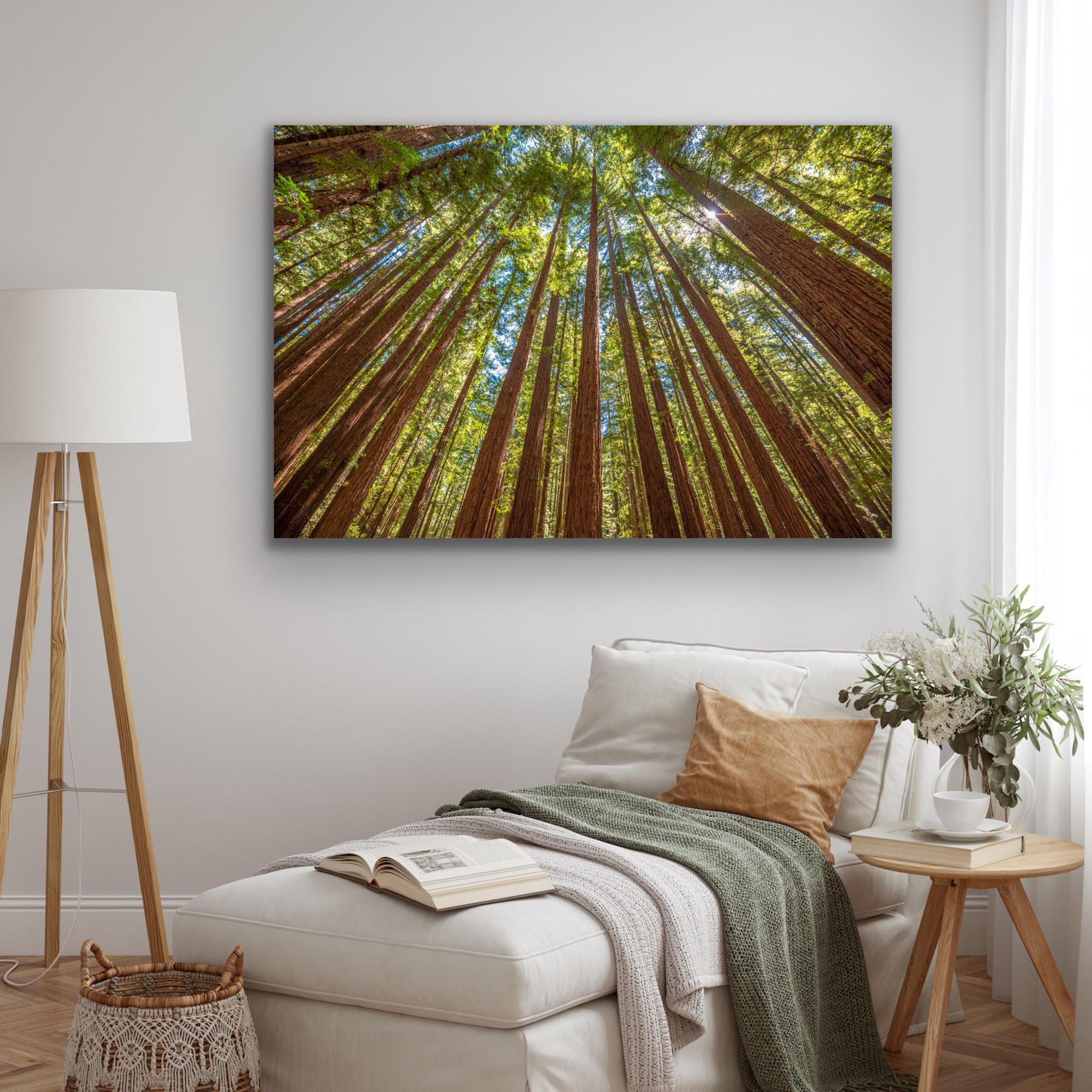Northern California Redwood Forest Print, Majestic Redwoods Wall Art ...