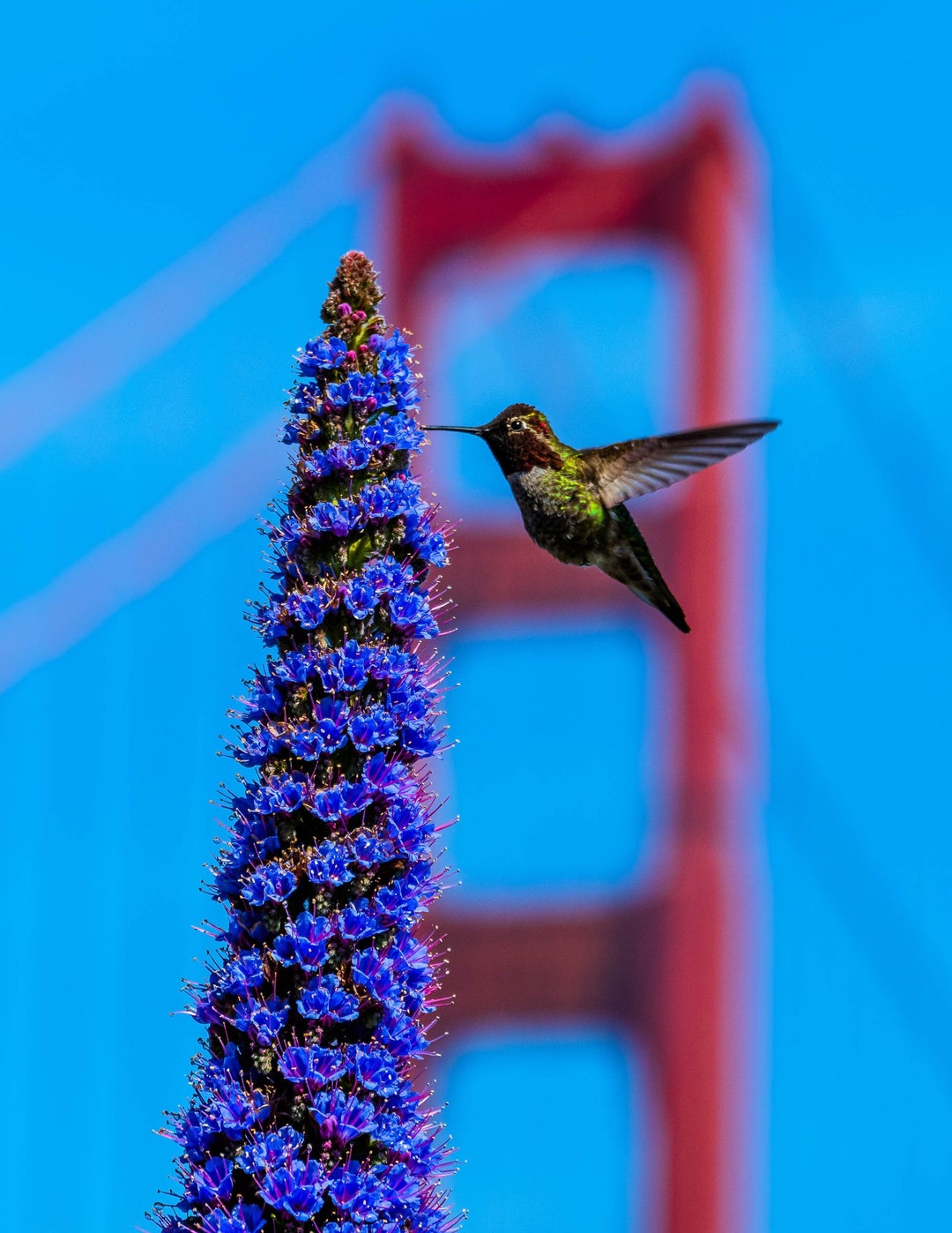 Rare Hummingbird Photo, Spring Wall Decor, Wildlife Art Print, Gift for ...