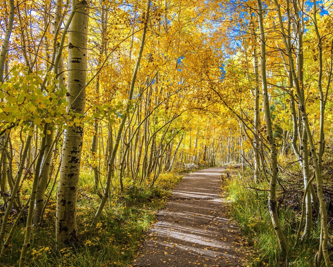 Autumn Wall Art, Fall Colors Print, Beautiful Aspen Trees in Autumn ...