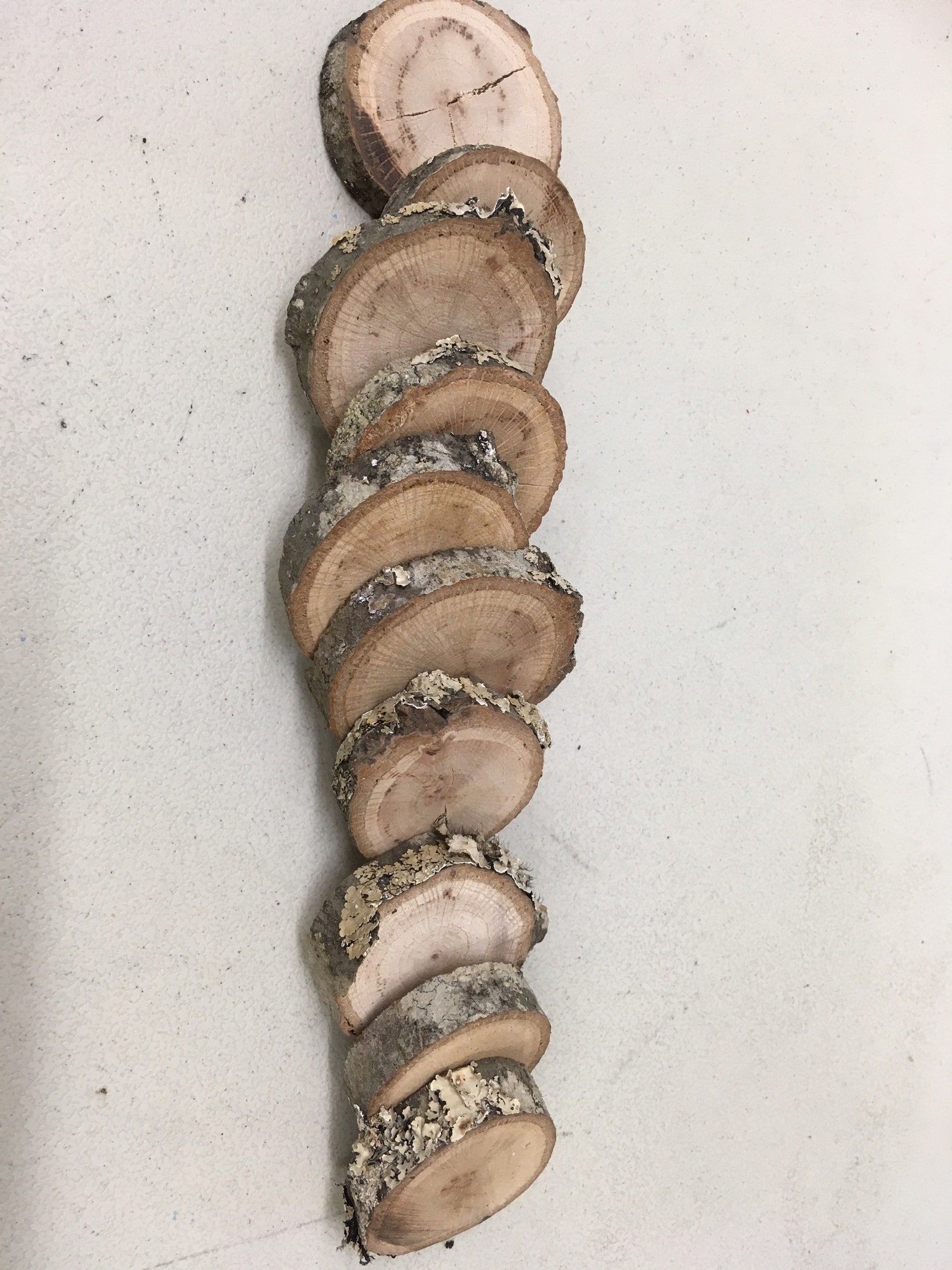 Oak Wood Slices 10 Pcs 2-3 Inches Unfinished Natural Tree Slice Wooden ...