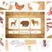 Herbivore Omnivore Carnivore Card Sorting Activity | Food Chain ...