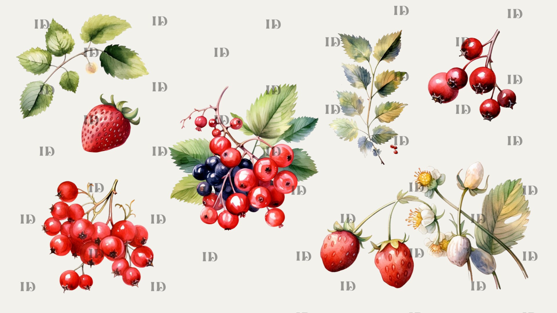 Nordic Berries Watercolor Clipart Set | Lingonberries, Cloudberries ... Nordic Berries Watercolor Clipart Set | Lingonberries, Cloudberries ...