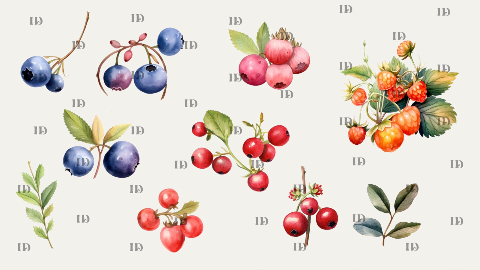 Nordic Berries Watercolor Clipart Set | Lingonberries, Cloudberries ... Nordic Berries Watercolor Clipart Set | Lingonberries, Cloudberries ...
