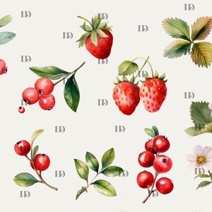 Nordic Berries Watercolor Clipart Set | Lingonberries, Cloudberries ...