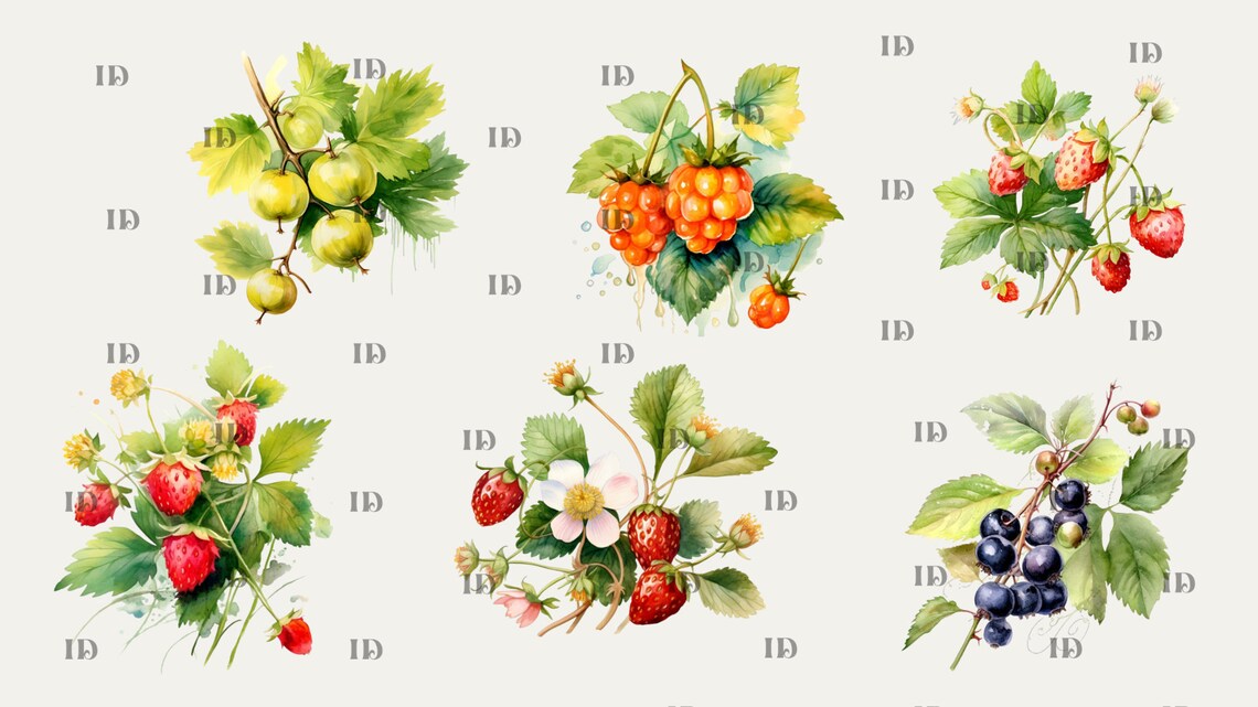 Nordic Berries Watercolor Clipart Set | Lingonberries, Cloudberries ...