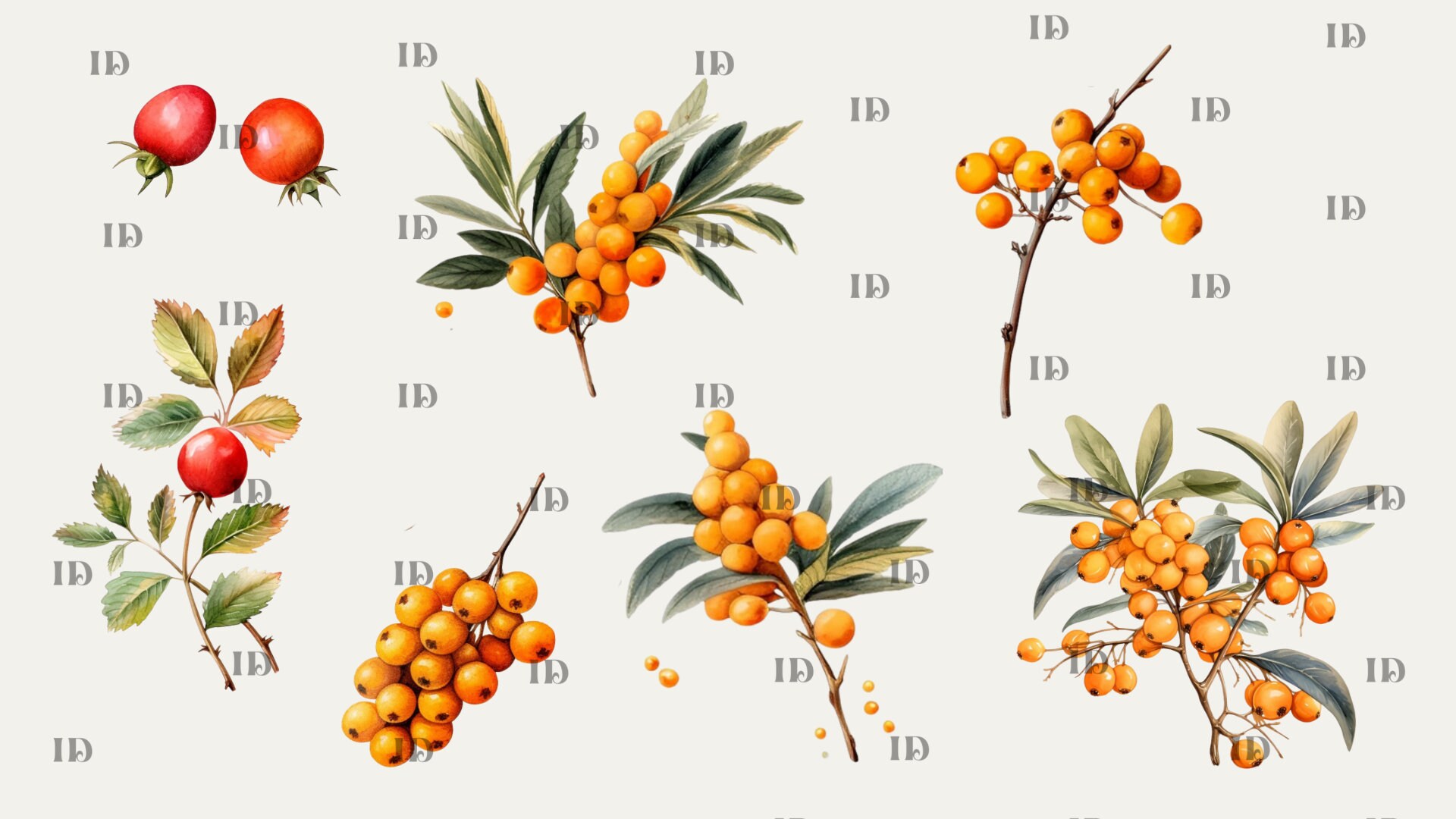 Nordic Berries Watercolor Clipart Set | Lingonberries, Cloudberries ... Nordic Berries Watercolor Clipart Set | Lingonberries, Cloudberries ...