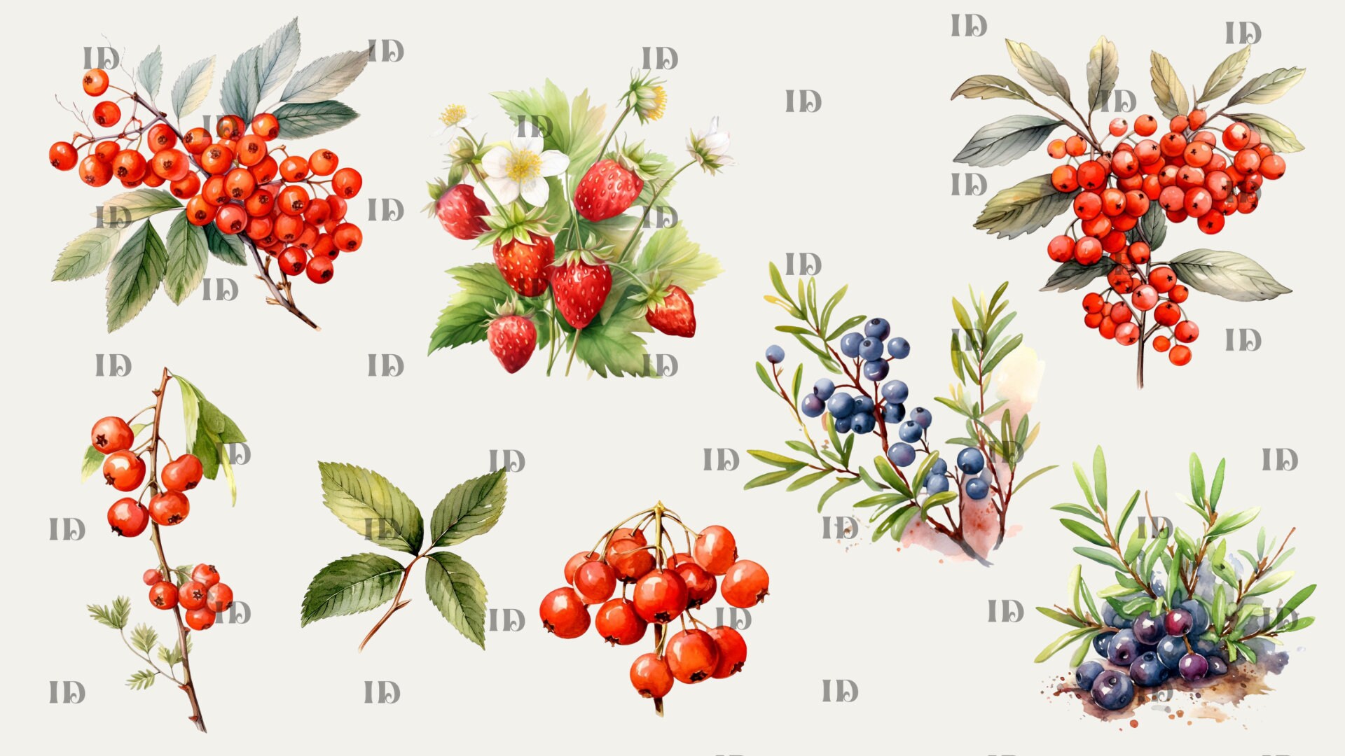Nordic Berries Watercolor Clipart Set | Lingonberries, Cloudberries ... Nordic Berries Watercolor Clipart Set | Lingonberries, Cloudberries ...