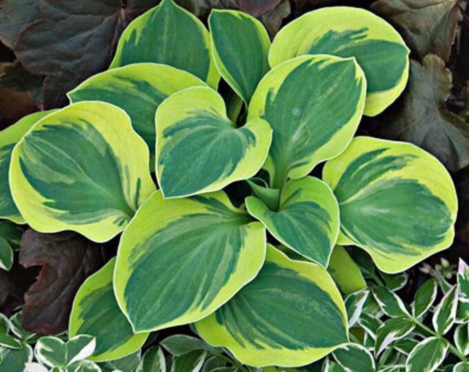 Live Small Hosta 'mighty Mouse' Plants (great for Fairy Gardens) - Etsy