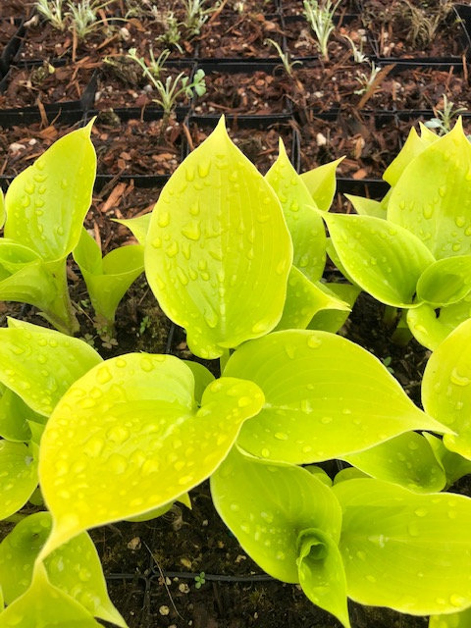 Live Miniature Hosta 'appletini' Plants great for - Etsy