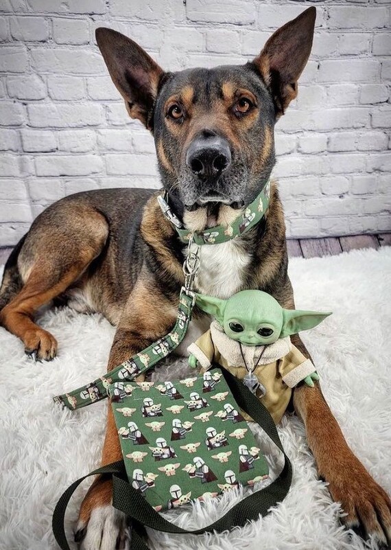 Yoda Dog