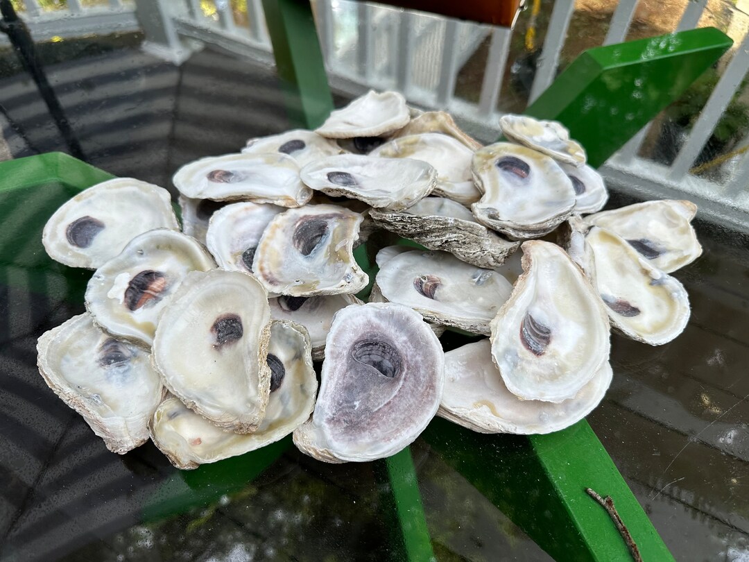 30 Medium to Large Oyster Shells BULK, Cleaned. Approx. 2.25 to 3 Set ...