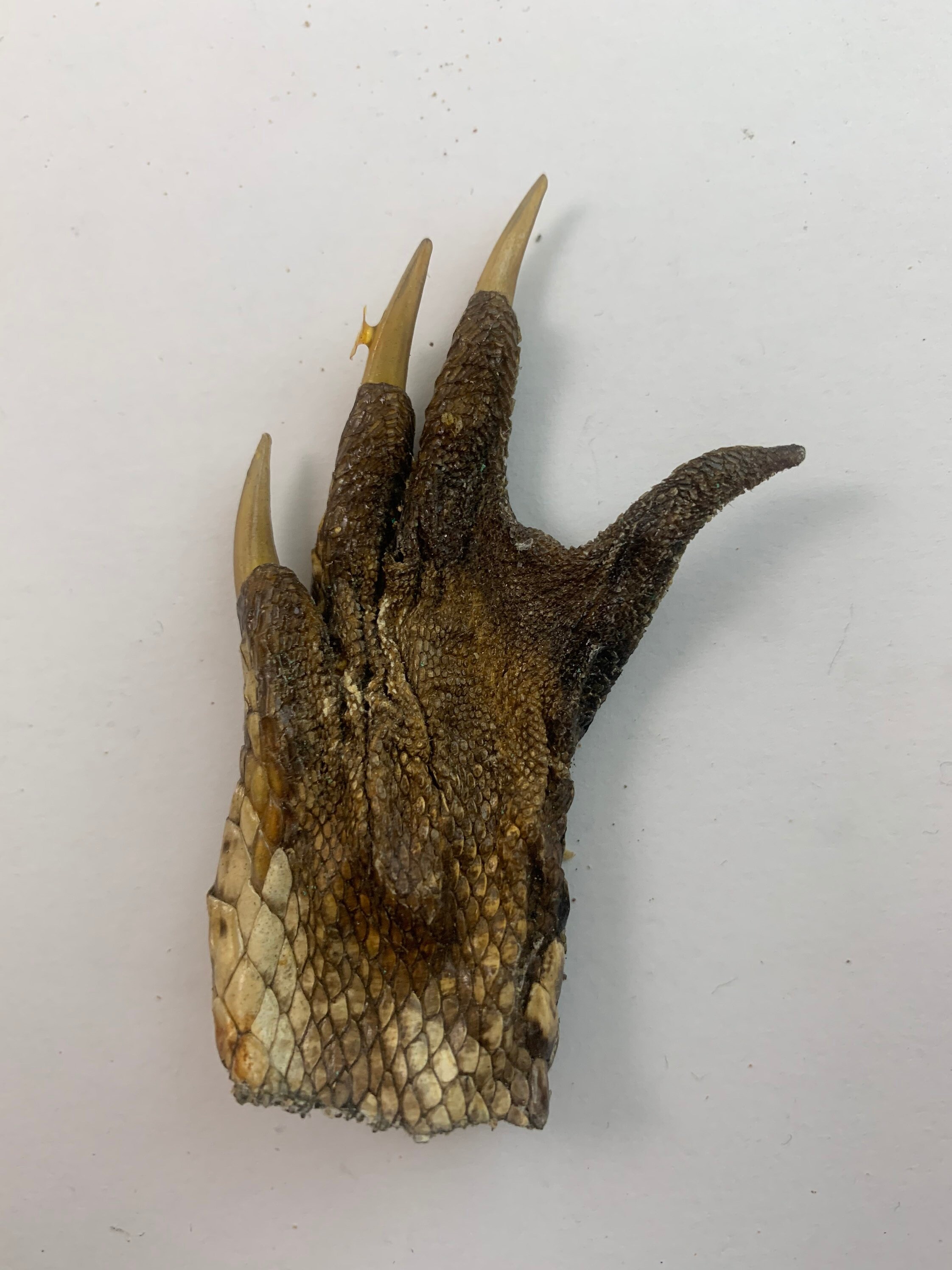 Mummified Alligator Claws Crocodile Feet Taxidermy Oddities | Etsy