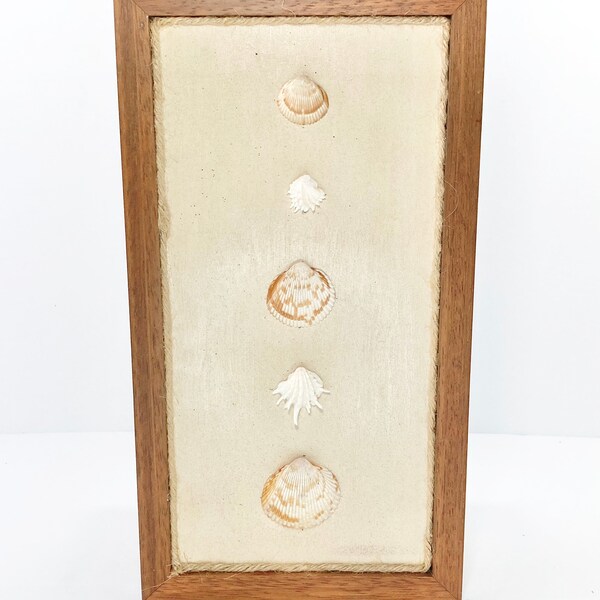 Real Seashell - Etsy