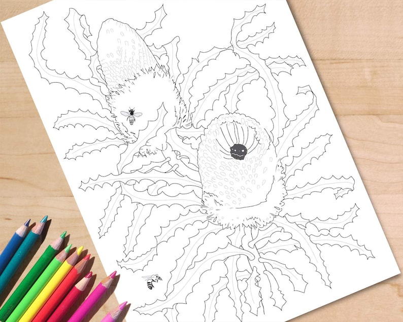 Banksia and Bees Colouring Page, Australian Wildflowers (PDF Printable ...