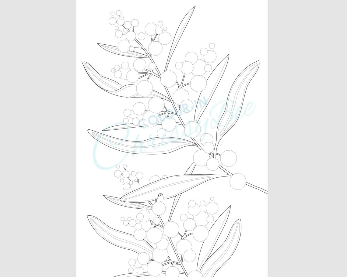 Golden Wattle Colouring Page, Australian Wildflower Print (digital ...