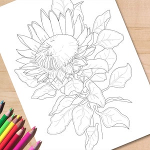 King Protea Colouring Page, African Wildflower Print (PDF Printable ...
