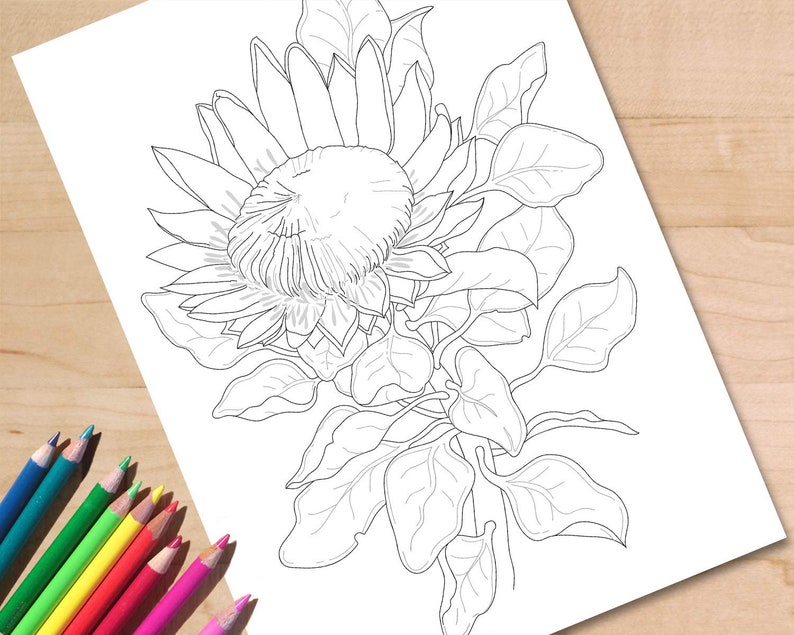 King Protea Colouring Page, African Wildflower Print (PDF Printable ...