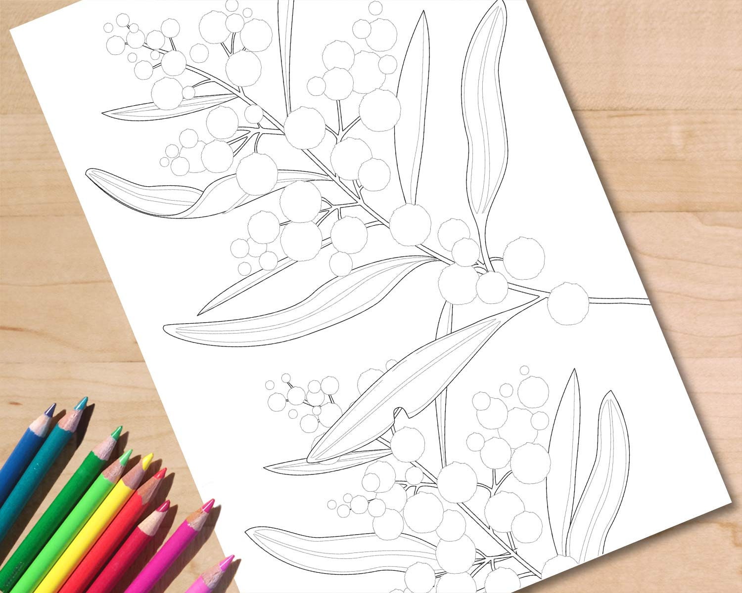 Australian Wildflower Colouring Page, Golden Wattle Printable, Native ...